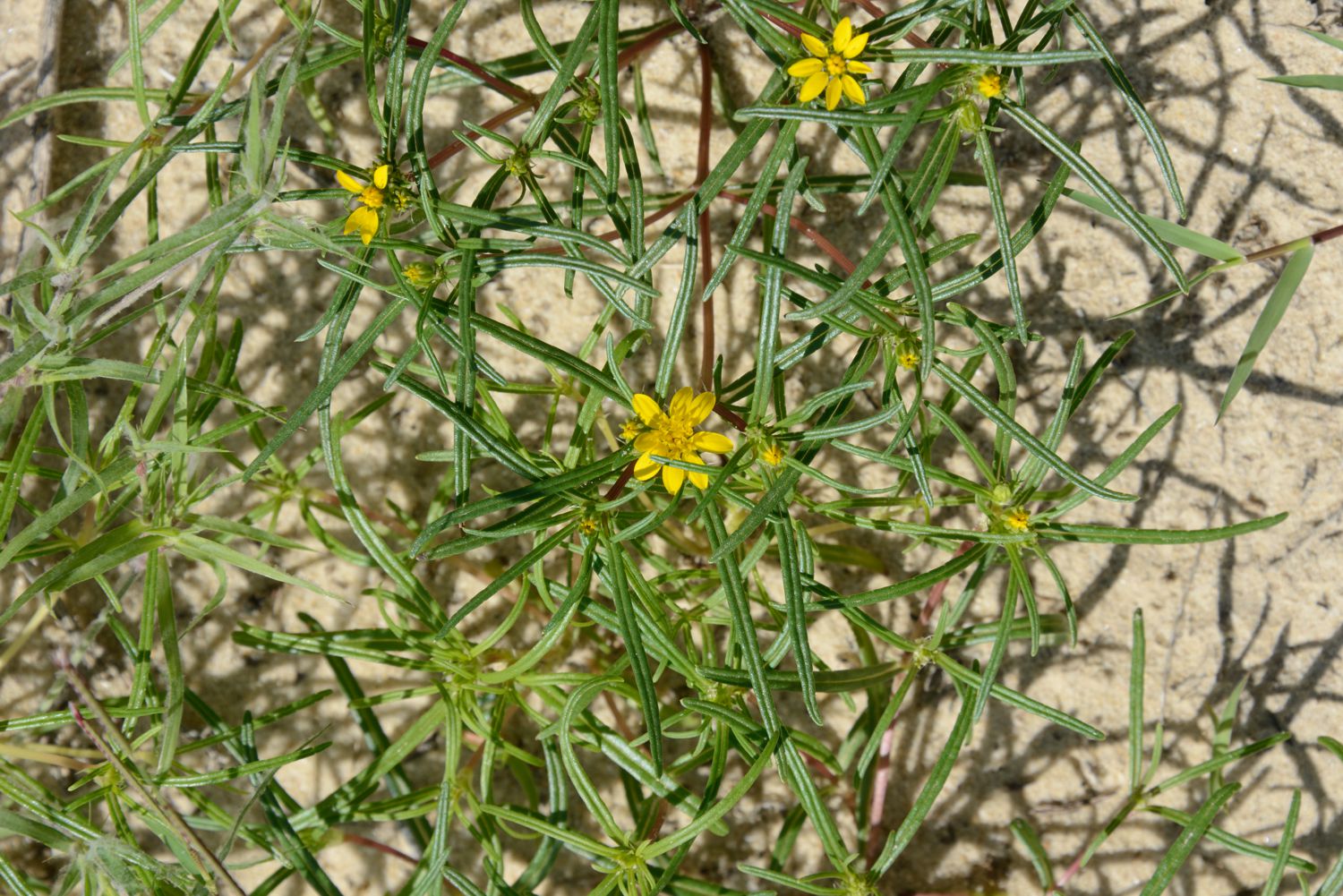 seeking wildflowers in New Mexico