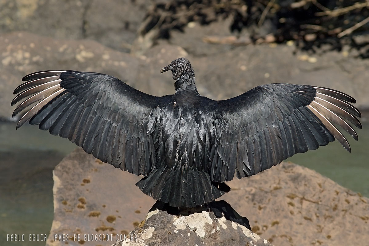 mis fotos de aves: Coragyps atratus Jote Cabeza Negra American Black ...