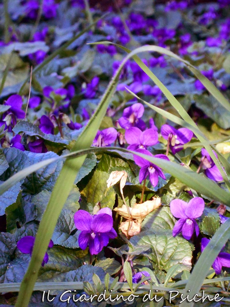 Il Giardino di Psiche: Violetta