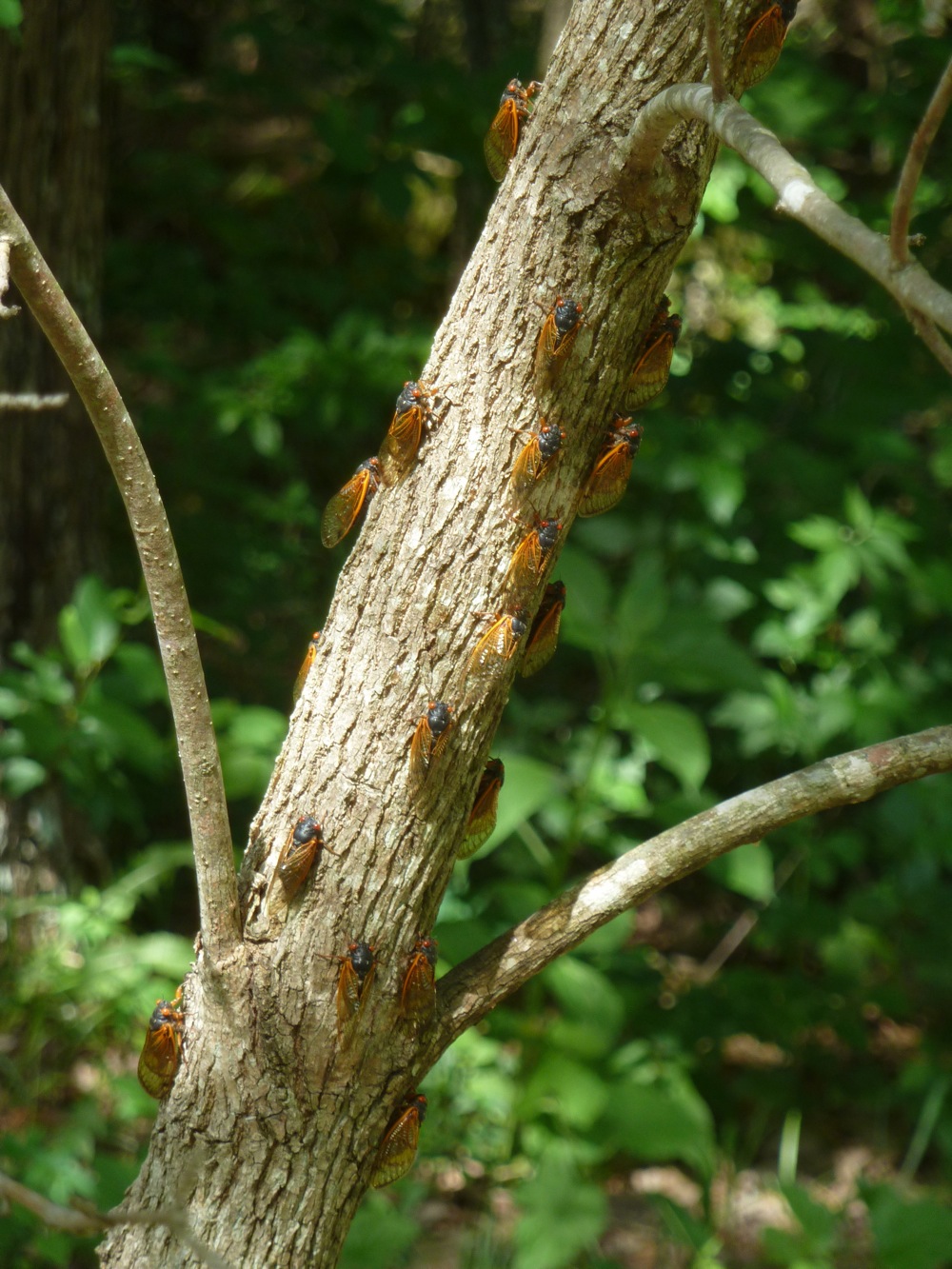 Springfield Plateau: Periodical Cicadas II