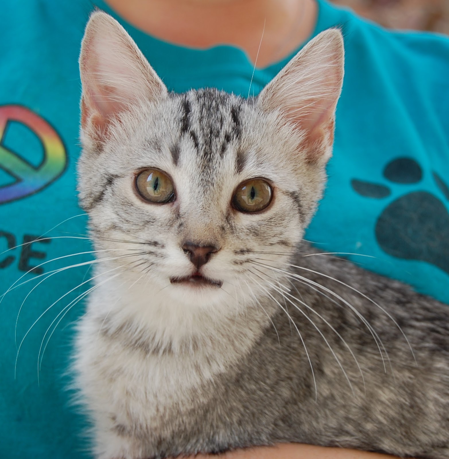 50 rescued kittens ready for adoption today!