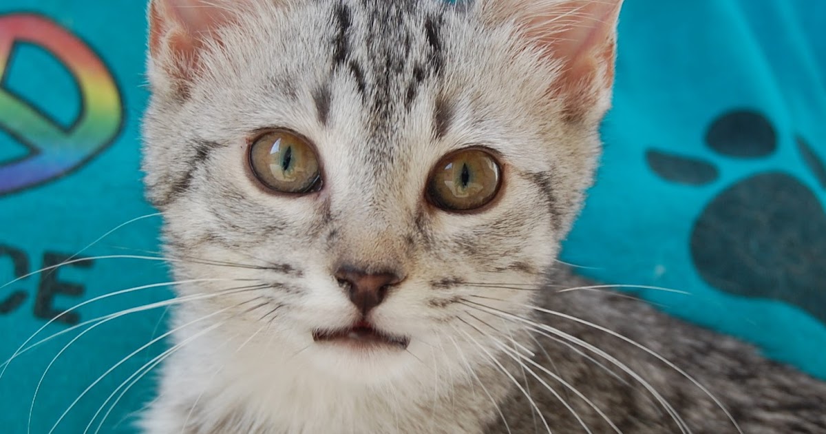 50 rescued kittens ready for adoption today!