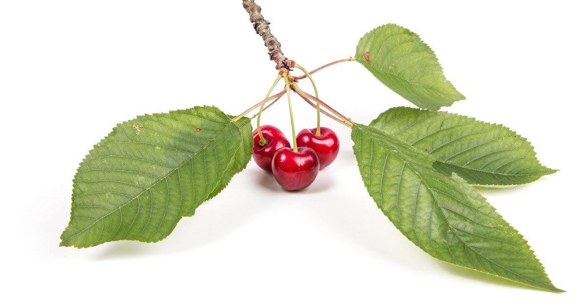 "Cherry-pick" nghĩa là gì?