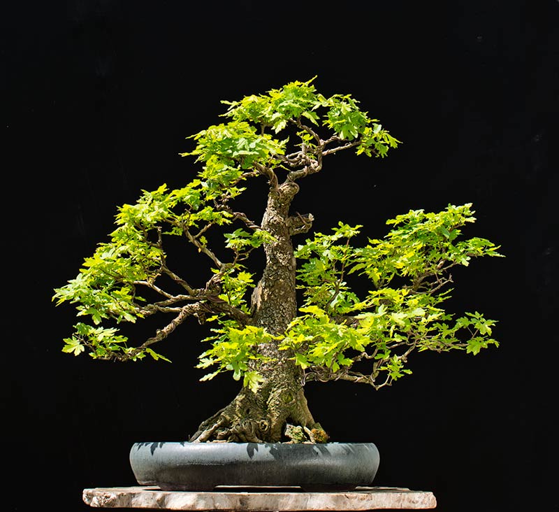 Walter Pall Bonsai Adventures: Field Maple #8 second flush