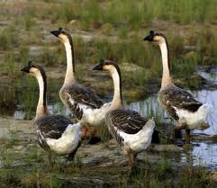 Budidaya Angsa – Jati.id