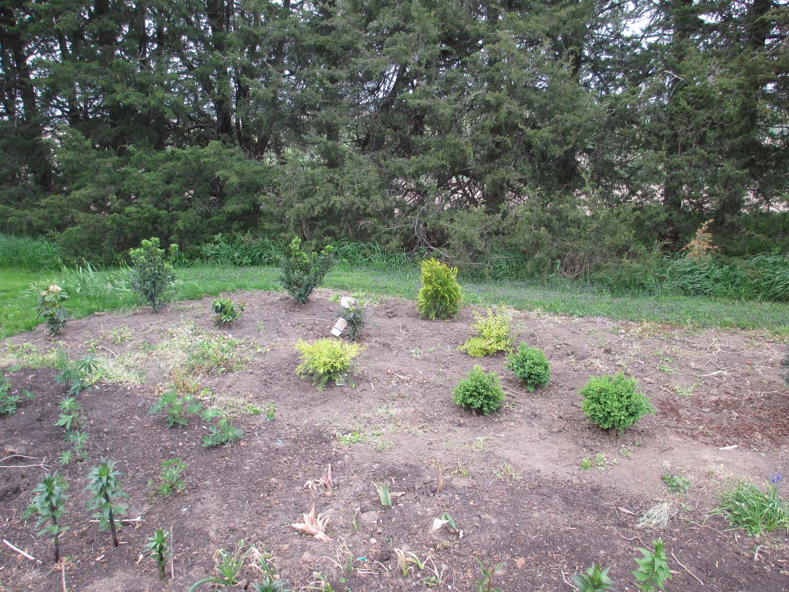 Garden Fancy: My New Winter Border