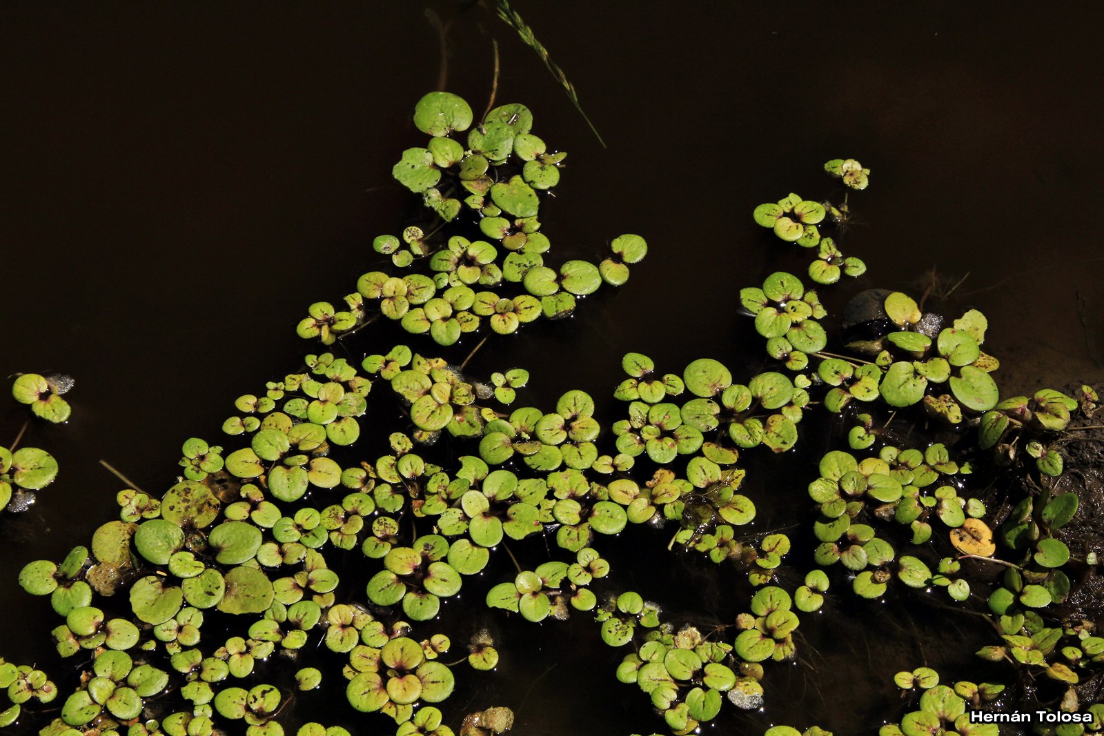 Flora Bonaerense: Cucharita de agua (Limnobium laevigatum)