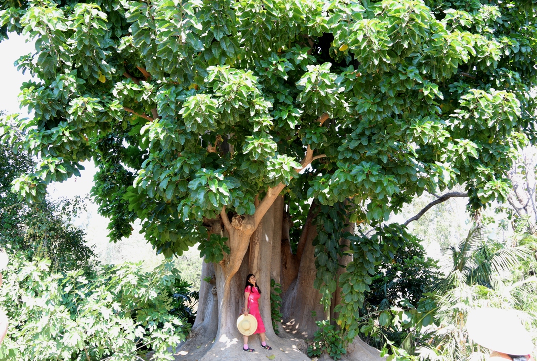 A photo, A thought............: Place: Amazing flora of Fullerton ...