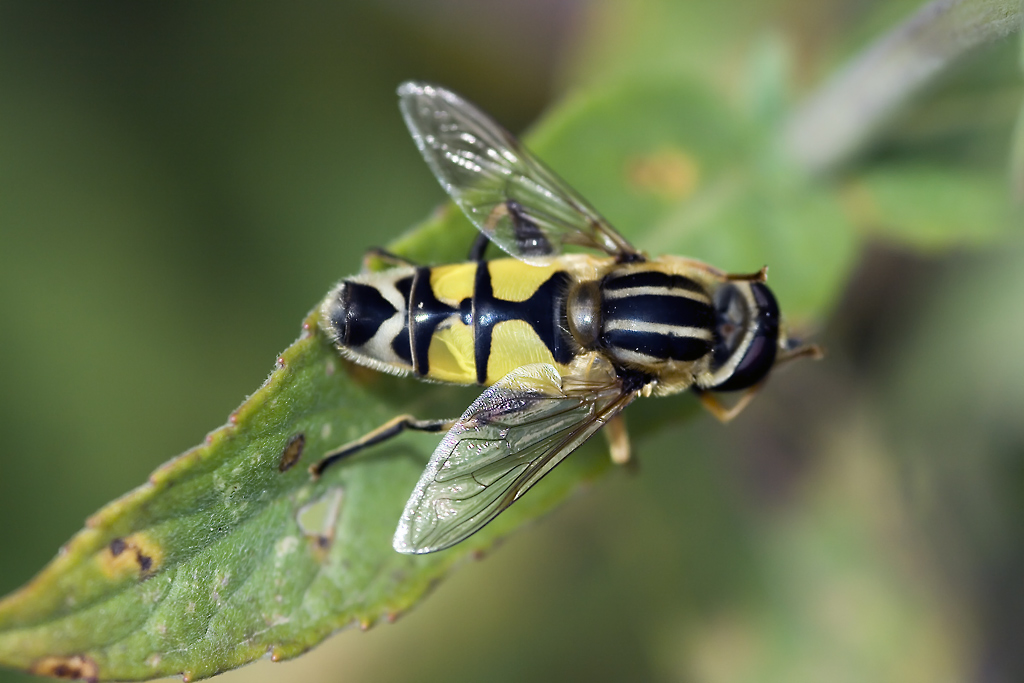 Invertebrados de Huesca: Helophilus trivittatus (mosca cernidora)