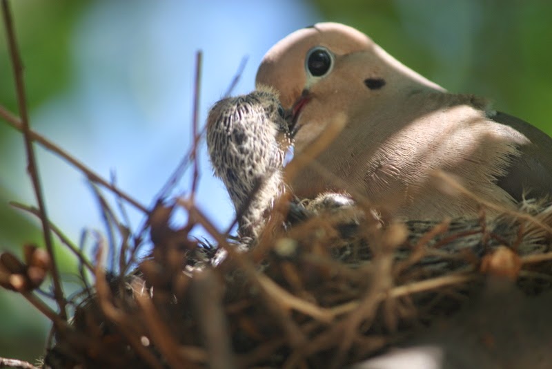 it's how you live: mama bird