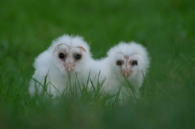 British Wildlife Centre ~ Keeper's Blog: Baby Barn Owls
