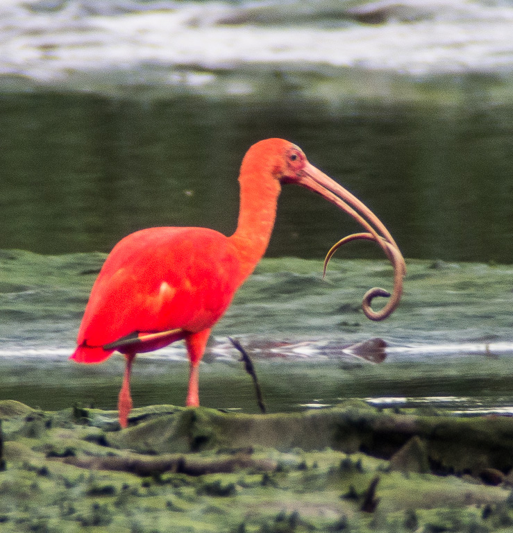 Len's Lens - Confessions of a digiscoper: Trinidad: Scarlet Ibis ...