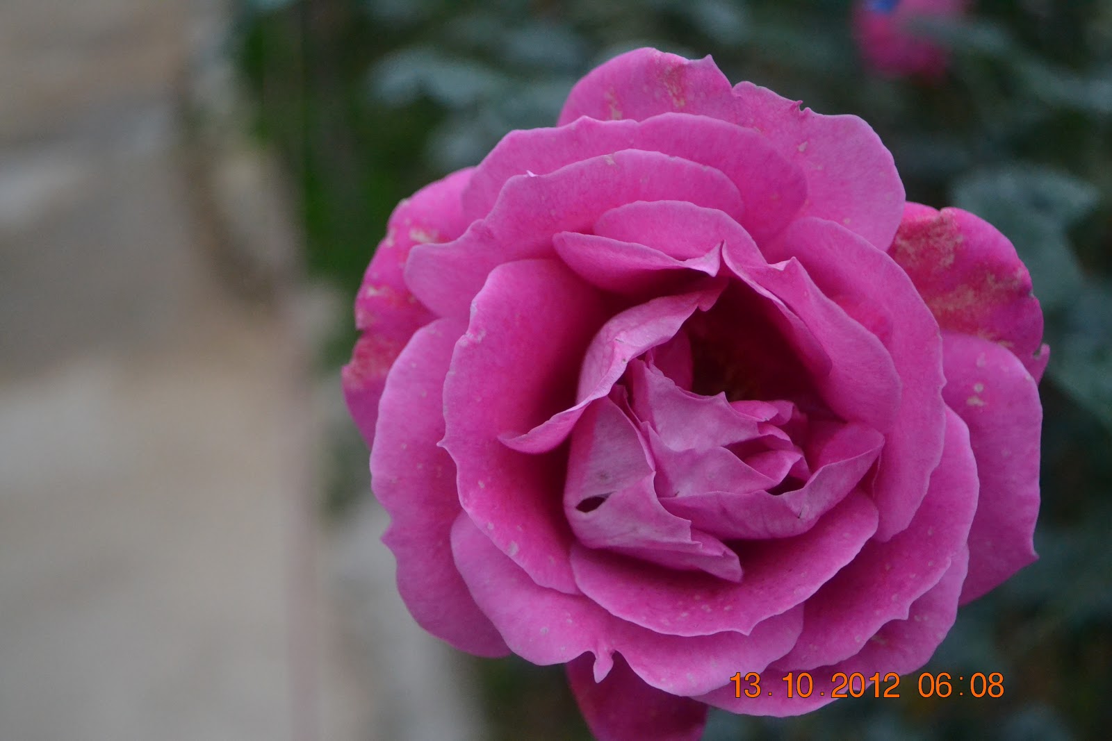 Kill The Boredom!!!: Cameron Highland - Rose Valley