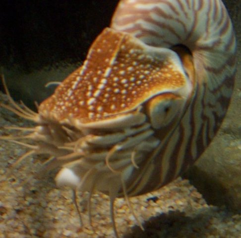 Animals of the world: Nautiloids
