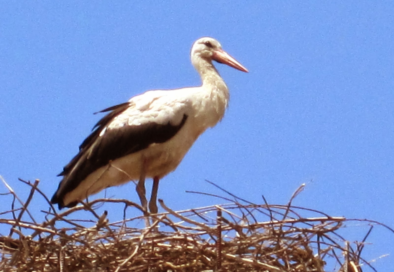 Cannundrums: White Stork