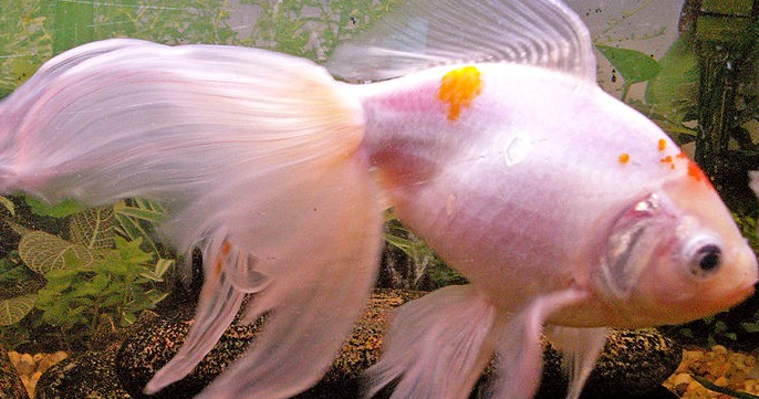 Ciri Ciri Ikan Mas Koki Sakit - saung petani