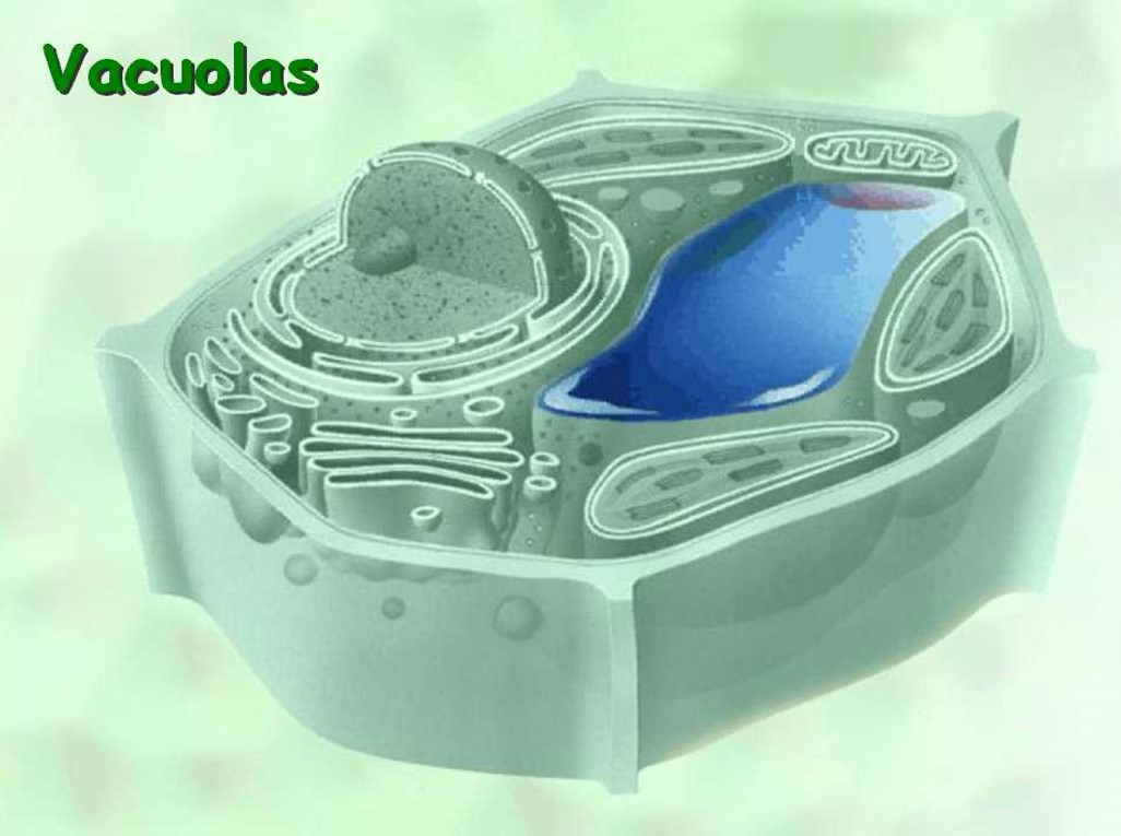 Las vacuolas