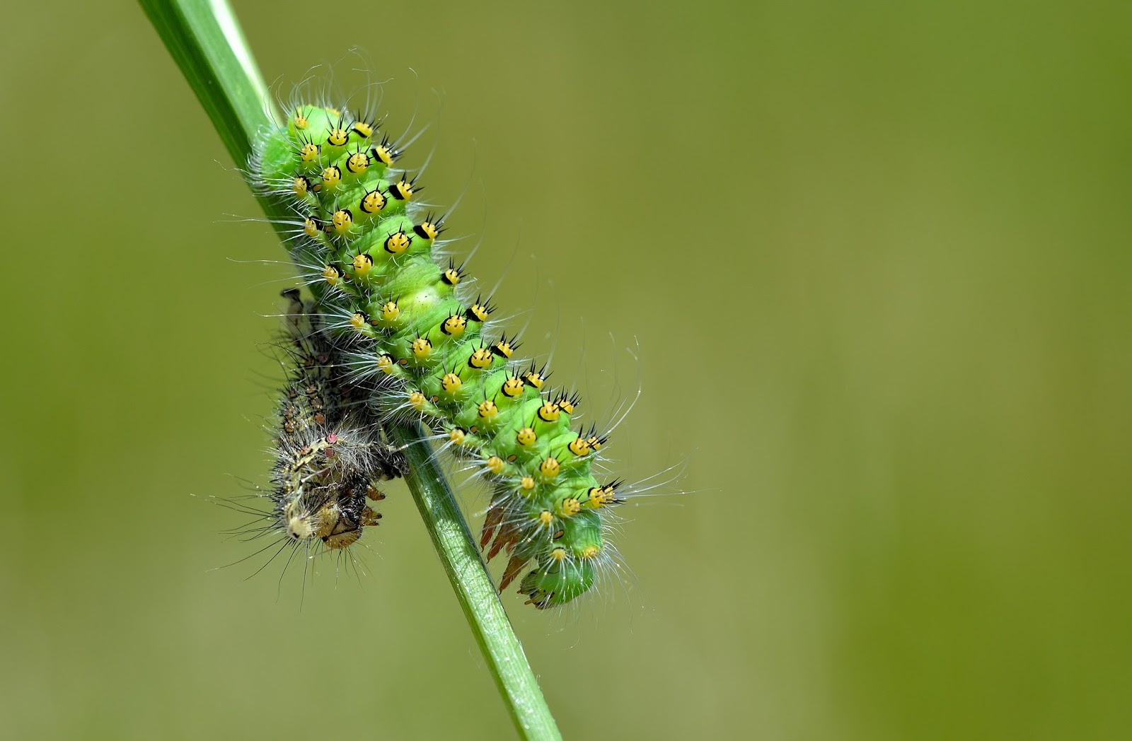 Bob's Butterfly and Bird Blog: Emperor Larvae.