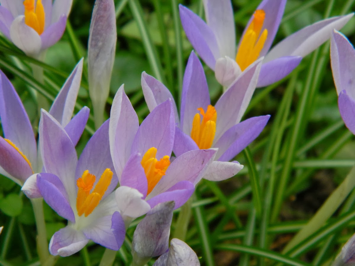 LA MULTI ANI, ROMANIA!: Branduse