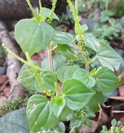 MEDICINAL PLANT: Bihod-bihod (Peperomia pellucida) | Bundok Apo