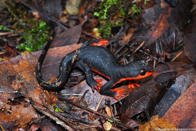 Dipper Ranch: Newtlandia