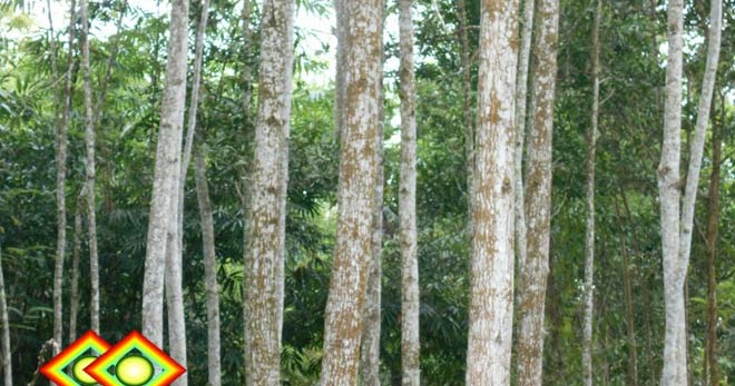 Investasi Tepat Bertanam Pohon Albasia | Pertanian