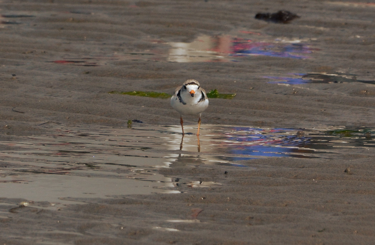 Woods Walks and Wildlife: Baby Plovers Grow Really Quickly!