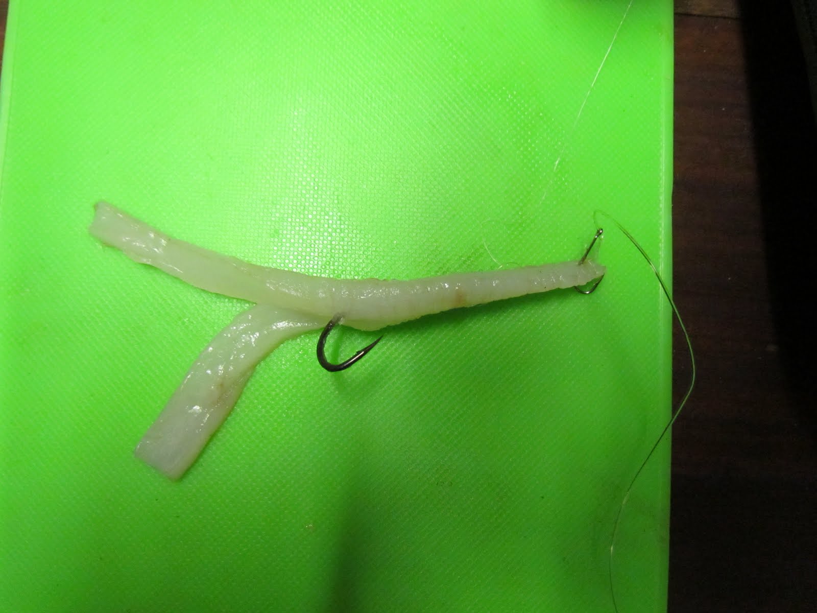 Angling: Chokka bait for white steenbras