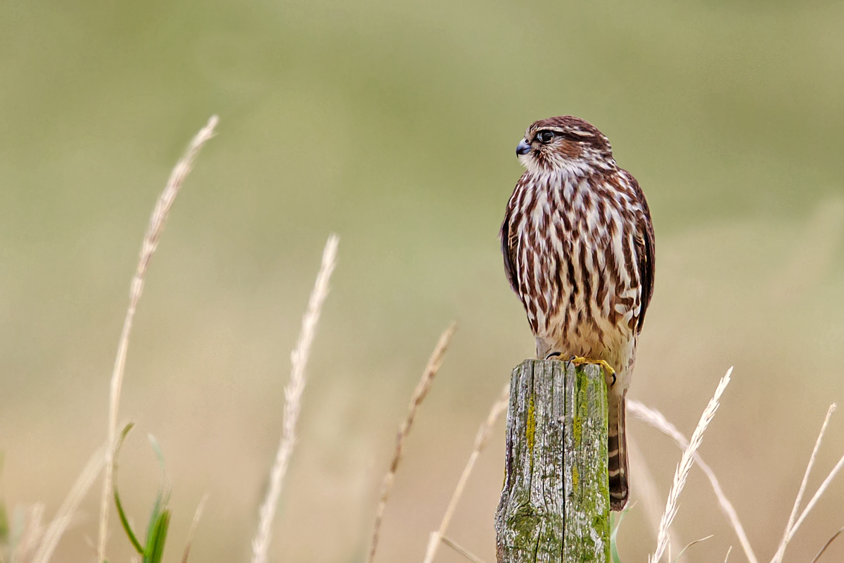 Ottar`s fotoblogg, fugler dyr og natur: Dvergfalk (Falco columbarius ...