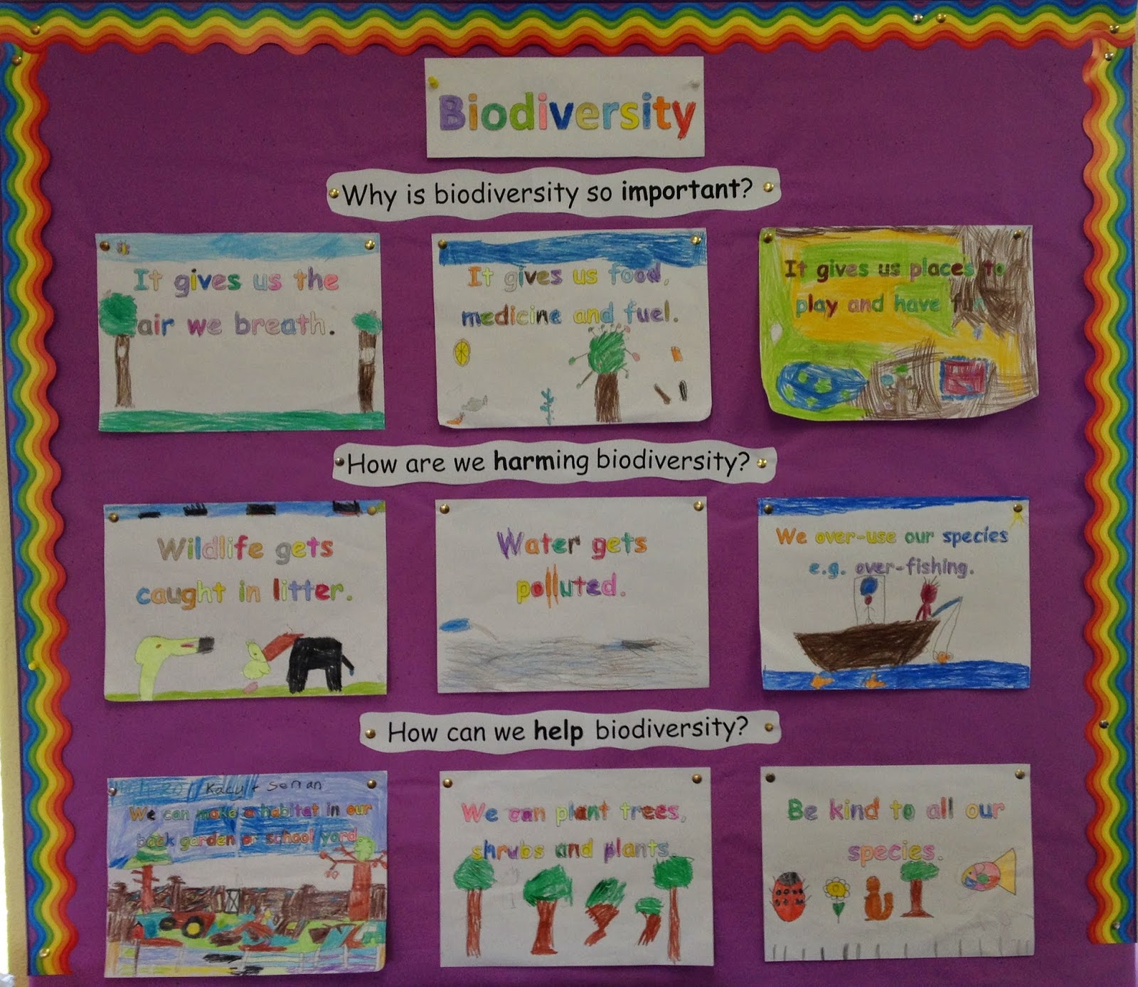 Senior Infants and 1st Class: Green Schools - Biodiversity