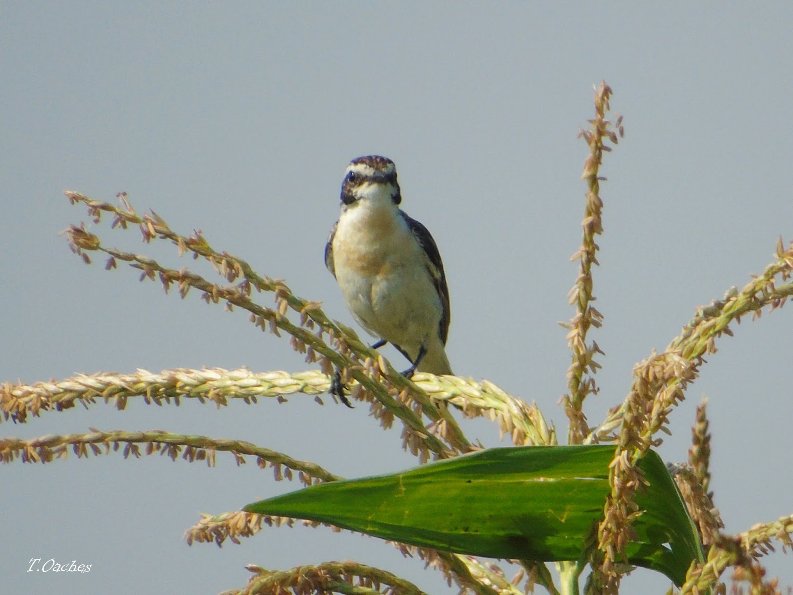 PASARI DIN ROMANIA: iunie 2014