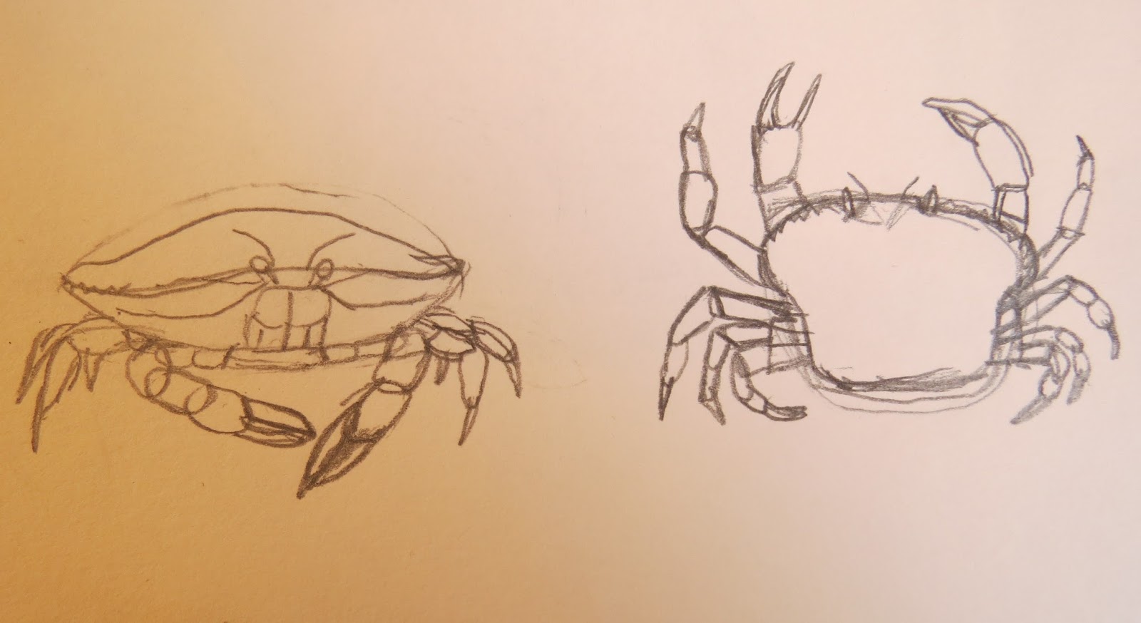 The Autistic Naturalist: How To Draw: Rockpool Special