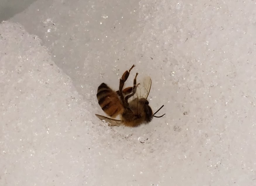 Spicebush Log: Rabbits and Coyotes; Honey Bees in Snow; Long Mountain Too