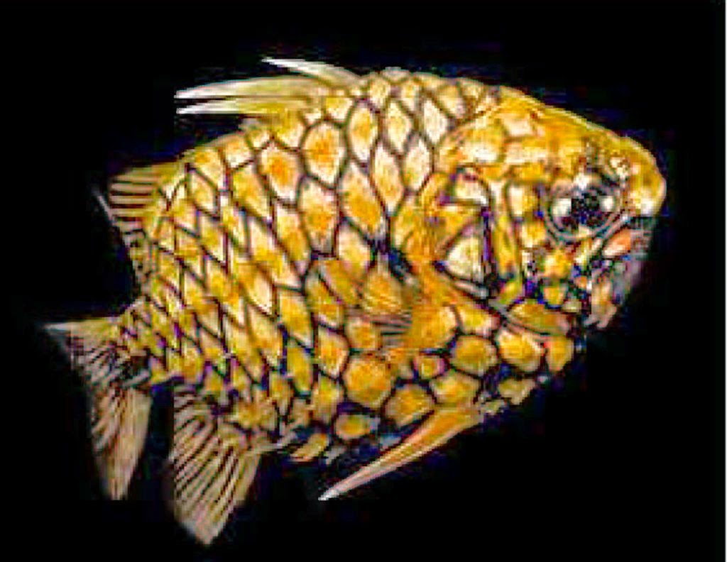 PINECONE FISH photos - wallpapers | the fun bank