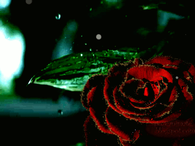 Imagini ,miscatoare,Gifuri,cu sclipici,stralucesc,blog,informatii,urari ...