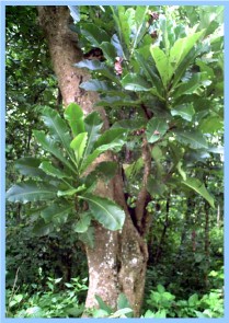 MEDICINAL PLANTS: TreeTypes