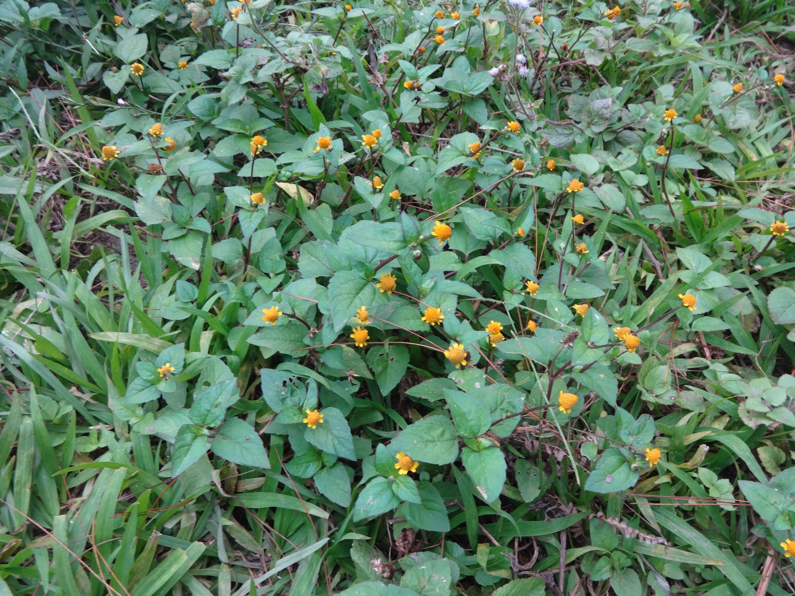 Zioła z Odległych Krain: Acmella oleracea, Spilanthes acmella ...