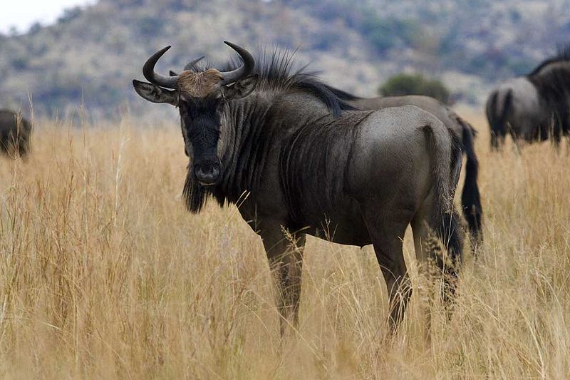 Wildebeest | The Life of Animals