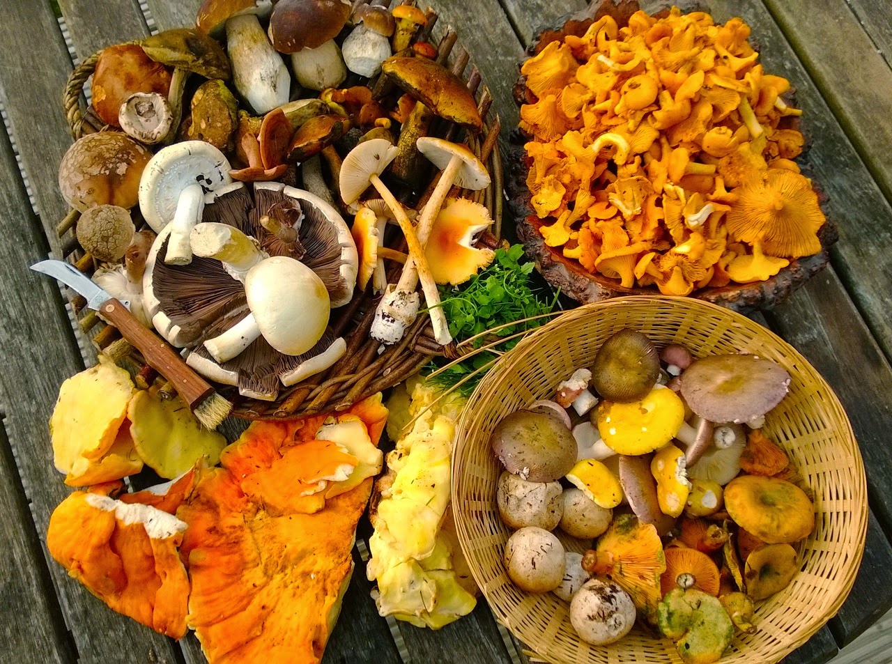 Foodie Quine Presents... Guided Fungi Forage with Galloway Wild Foods ...