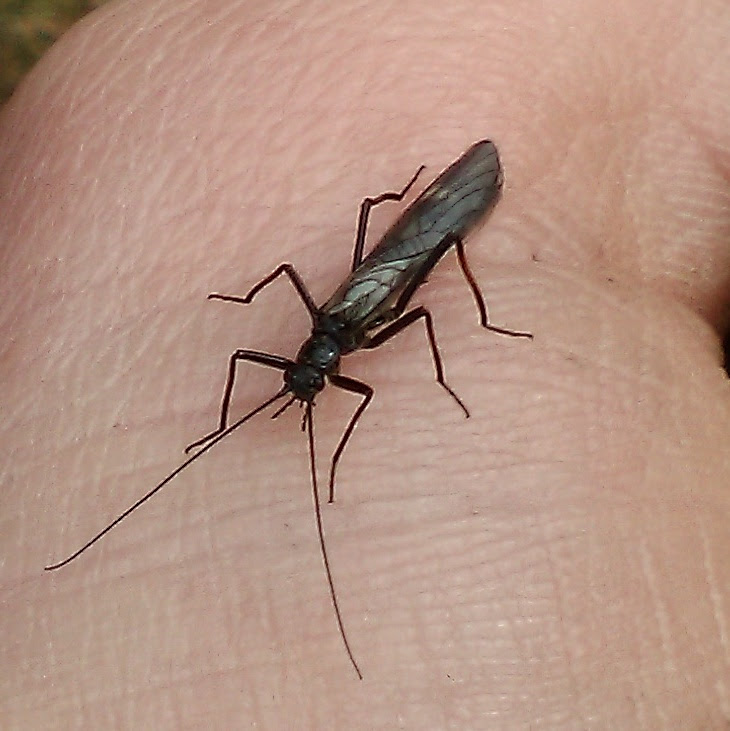 Pennsylvania Crafted: Early season Stone Flies.