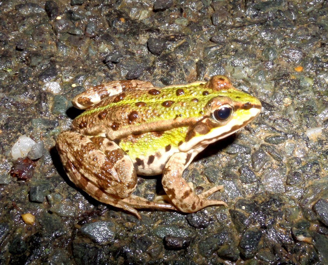 French wildlife and beekeeping: Salamanders, newts and frogs in January.