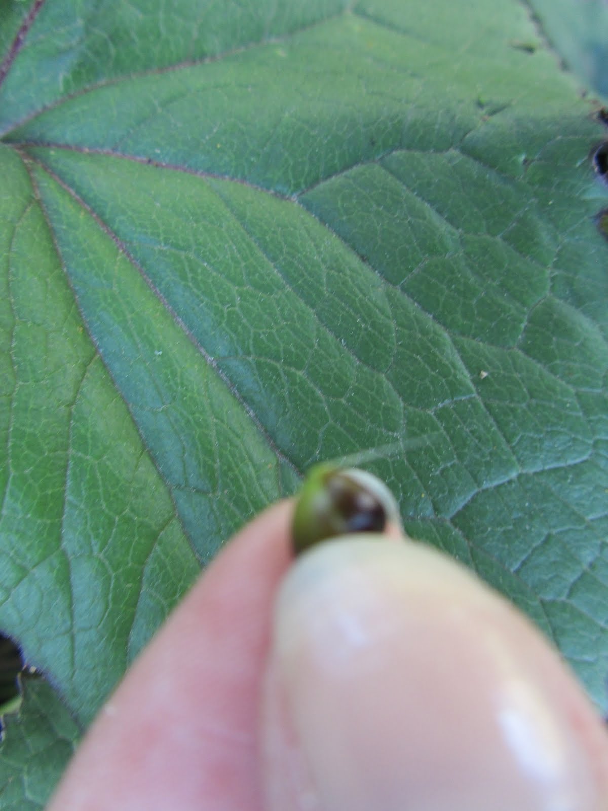 Cheesehead Gardening: Collecting hosta and daylily seeds