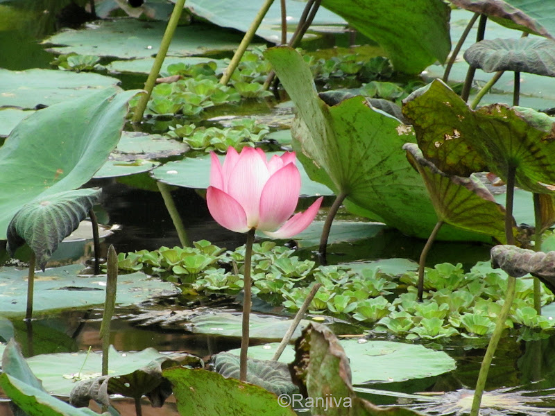 Le Lotus - Une fleur enchanteresse | Paysages et Fleurs au fil de l'eau