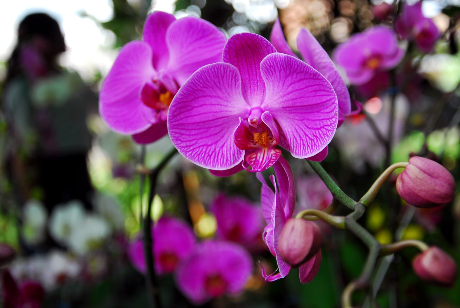 10 Bunga Paling Indah Serta Memanjakan Mata di Dunia, Mana Favoritmu?