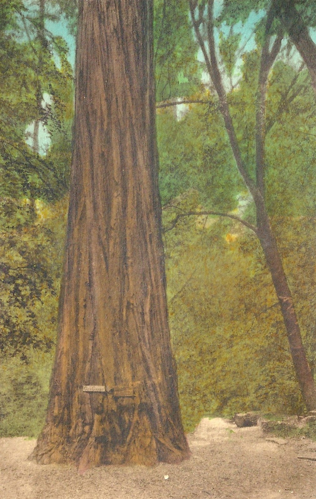 My Favorite Views: California - Santa Cruz, Big Trees