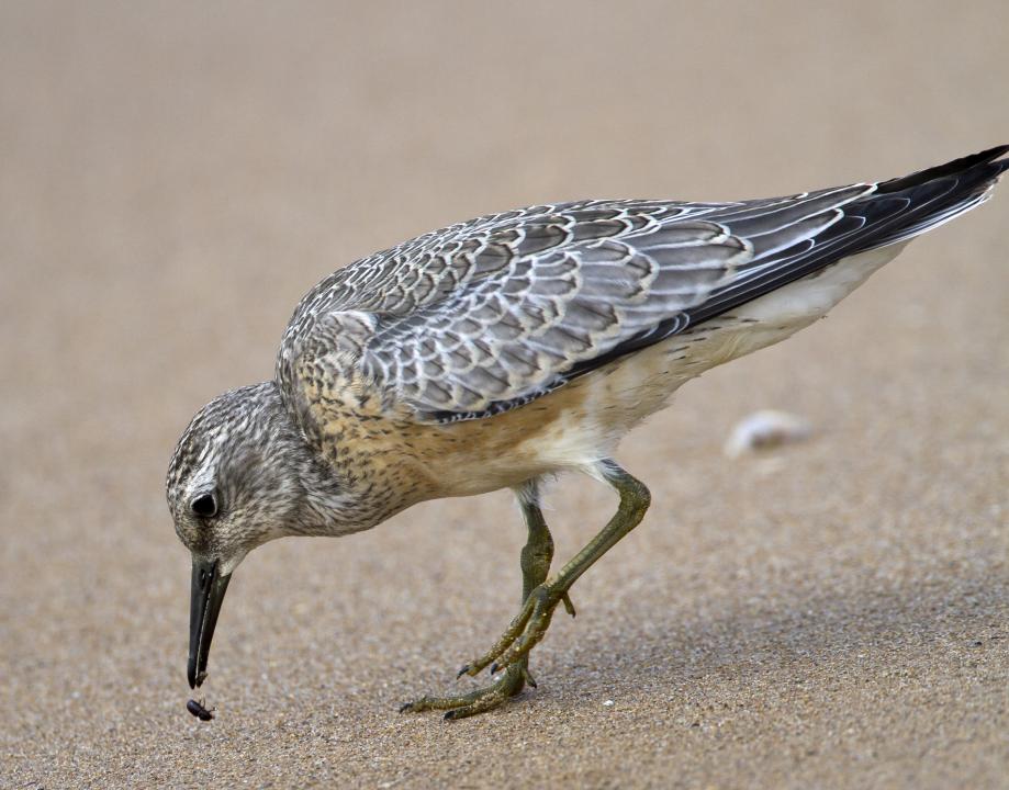 Argentina nativa: Playero rojizo (Calidris canutus)