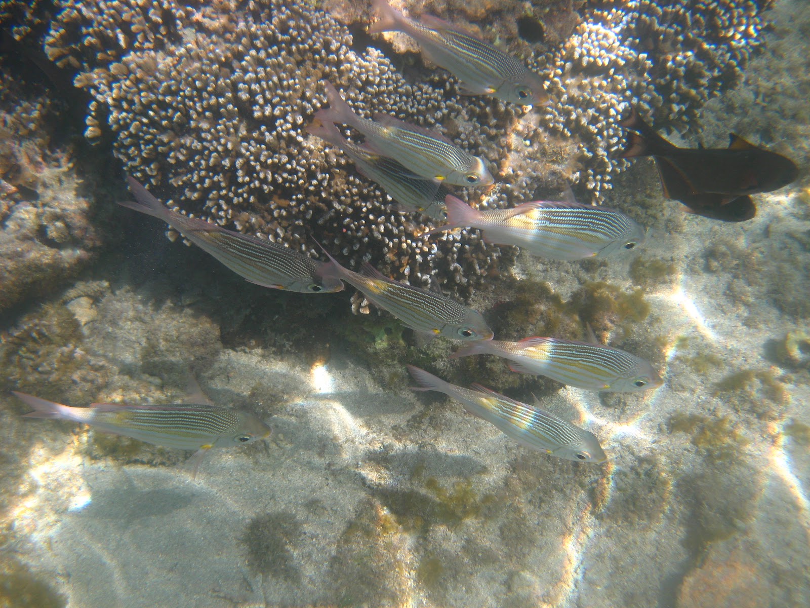 Lagons de la Réunion et ses poissons tropicaux: 2012 04 02 Lagon St Pierre
