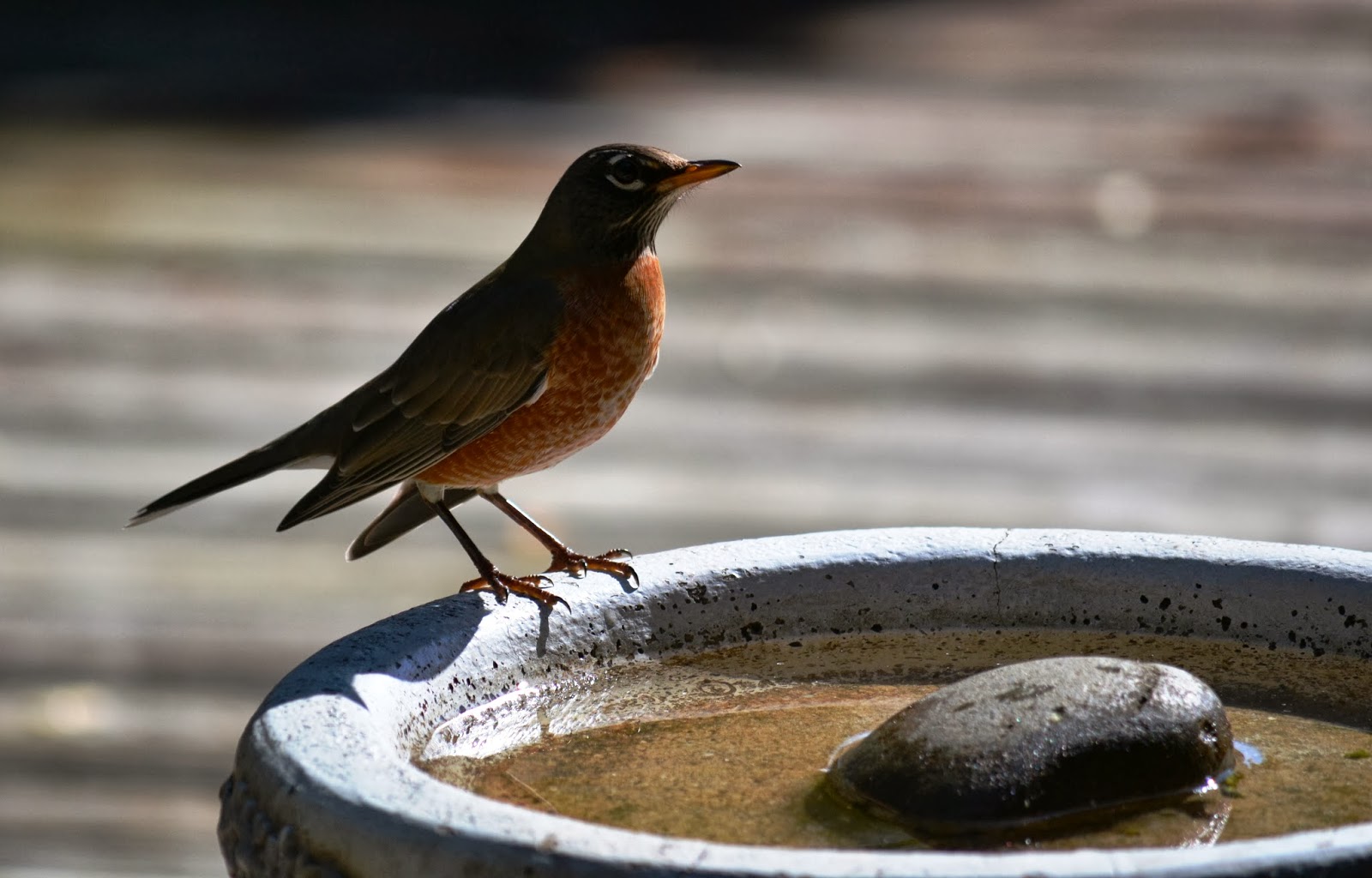 It's All About Purple: The American Robin