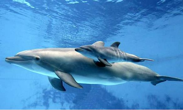 Delfines