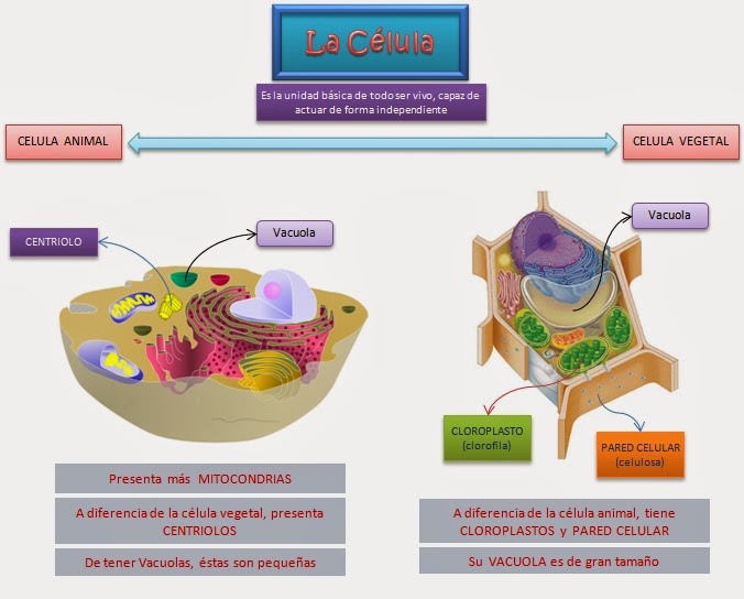 Los exploradores de Cayón: Célula animal y célula vegetal (orgánulos)
